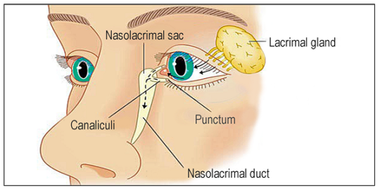Lacrimal system diagram2 copy - CarlinVision